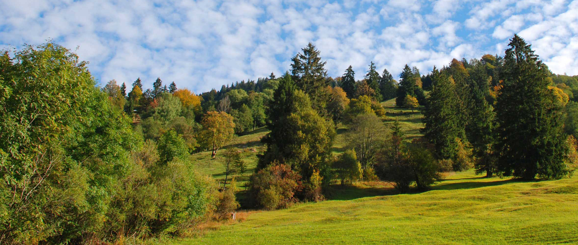 Phil Gramelspacher honored with OFS Forest Stewardship Award - OFS